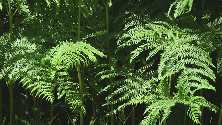 Moving Under Ferns In Forest Stock Footage Video 21791587 | Shutterstock