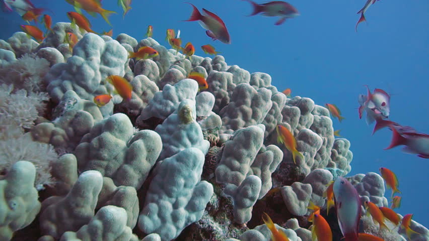 Colorful Underwater Offshore Rocky Reef With Coral And Sponges And ...