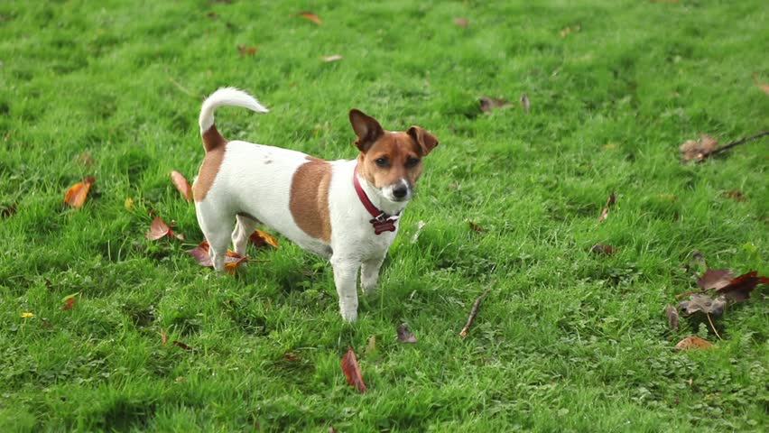 Cute Dog Turning Head to Stock Footage Video (100% Royalty-free ...