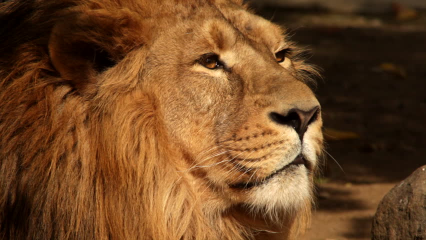 The Sunlit Face of an Stock Footage Video (100% Royalty-free) 8129389 ...