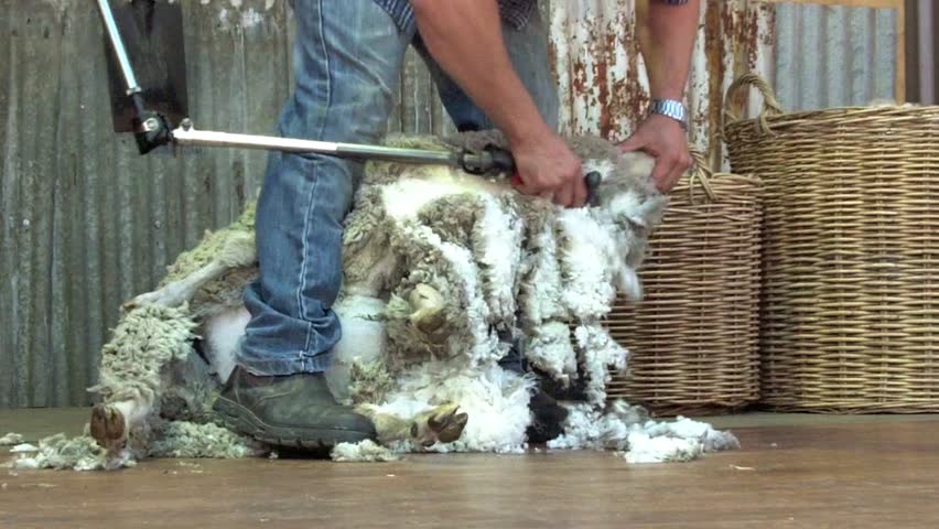 Hands of a Sheep Shearer Stock Footage Video (100% Royalty-free ...