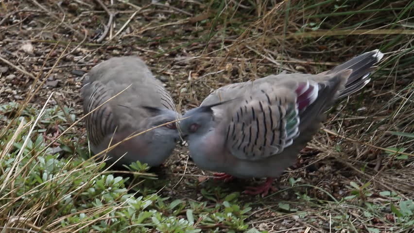 Two Cute Cuddling Crested Pigeon Stock Footage Video (100% Royalty-free ...