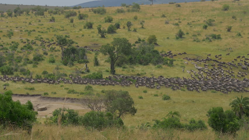 Wildebeest Stampede in African Safari Stock Footage Video (100% Royalty ...