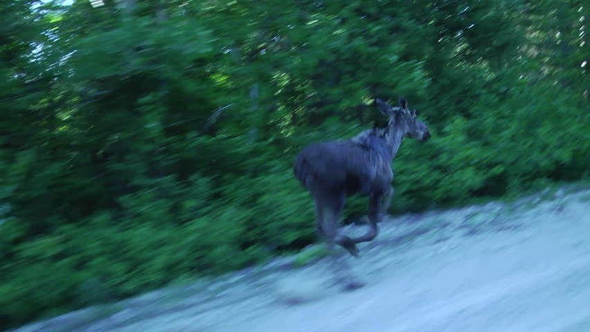 Moose Running Stock Footage Video (100% Royalty-free) 8514349 ...