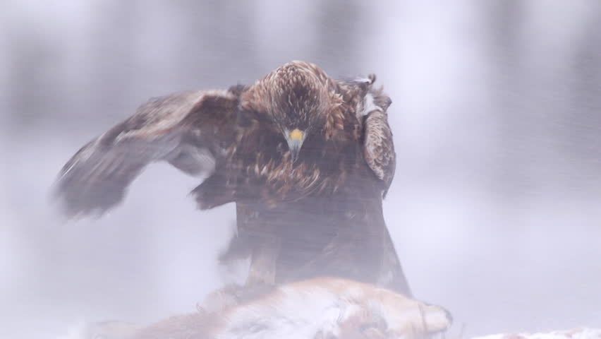 Golden Eagle in Winter Scenery Stock Footage Video (100% Royalty-free ...
