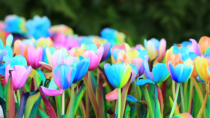 Fancy Tulips, Colorful Tulips are Stock Footage Video (100% Royalty ...