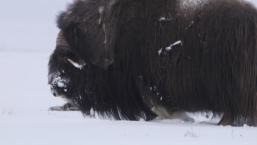 Musk Ox Bull Walking in Stock Footage Video (100% Royalty-free) 8727169 ...