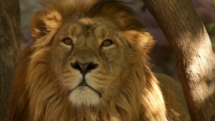 Stare of Adorable Lion Close Stock Footage Video (100% Royalty-free ...