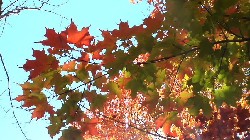 Stock video of zoom in on autumn leaves | 8795119 | Shutterstock