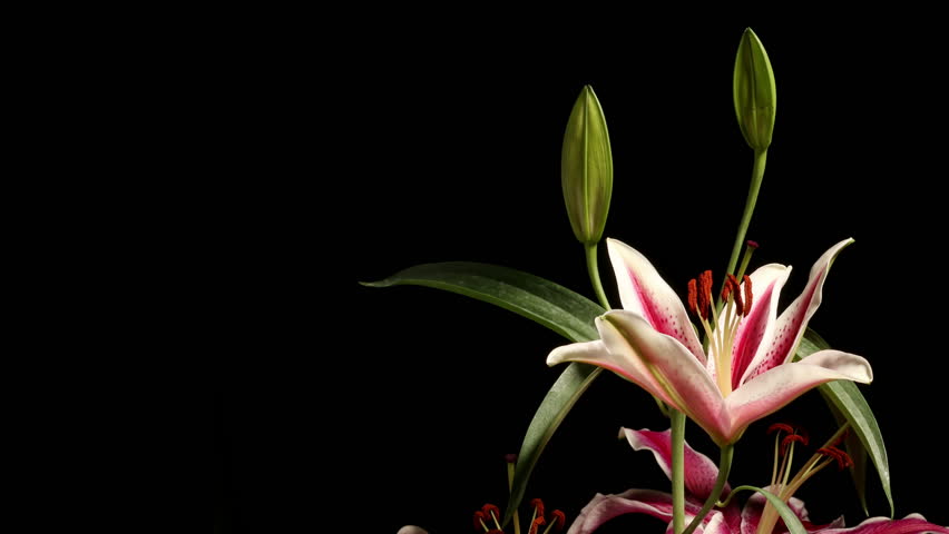 Time-lapse Of Growing And Blooming Brodiaea Flower 1x1 In PNG+ Format ...