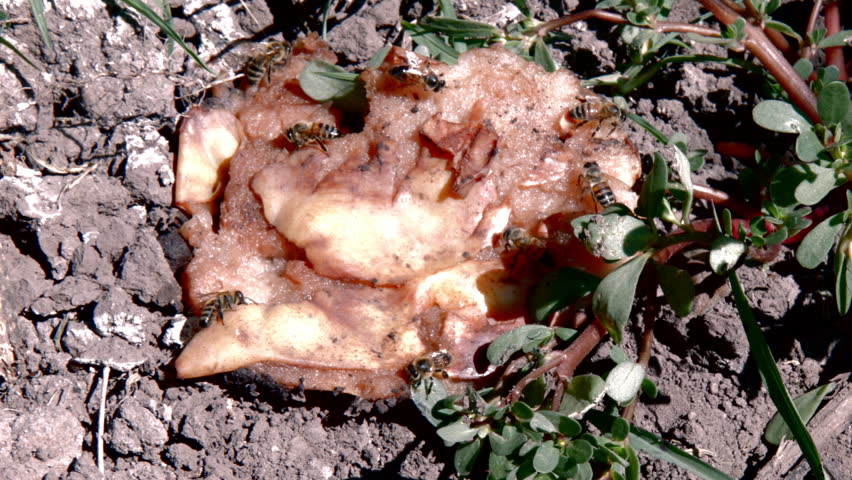 Bees in the Fruit Stock Footage Video (100% Royalty-free) 8831749 ...