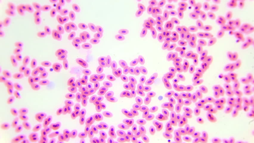 Fish Blood Cell Under a Video de stock (totalmente libre de regalías ...