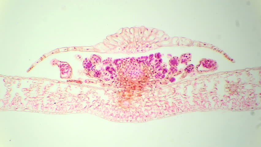 Stock video of slice fern leaf under a microscope, | 8895619 | Shutterstock