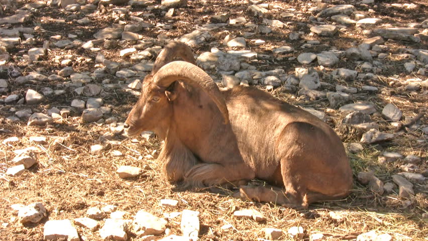 Video of African Aoudad Animal Stock Footage Video (100% Royalty-free ...
