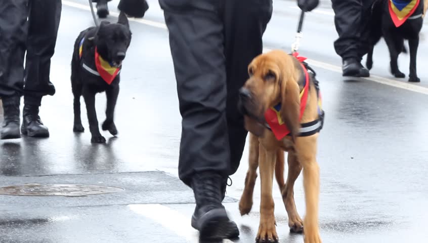 Walking Policemen Along with Their Stock Footage Video (100% Royalty ...
