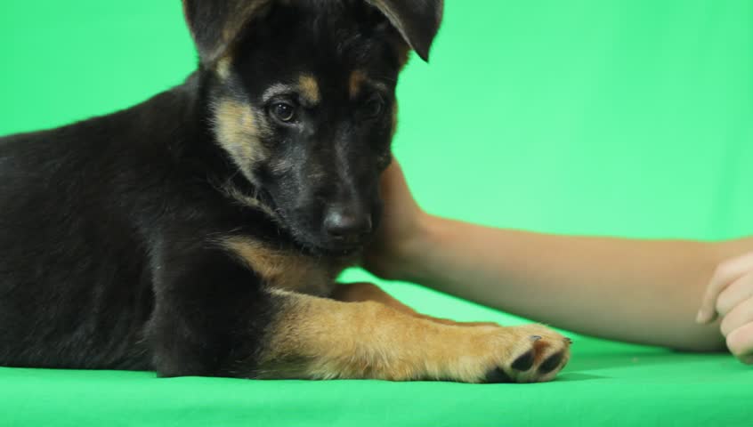 Cute German Shepherd Puppy Lying On A Green Screen And Shakes His Head ...