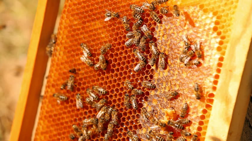 Bee Work. the Bees Collect Stock Footage Video (100% Royalty-free ...