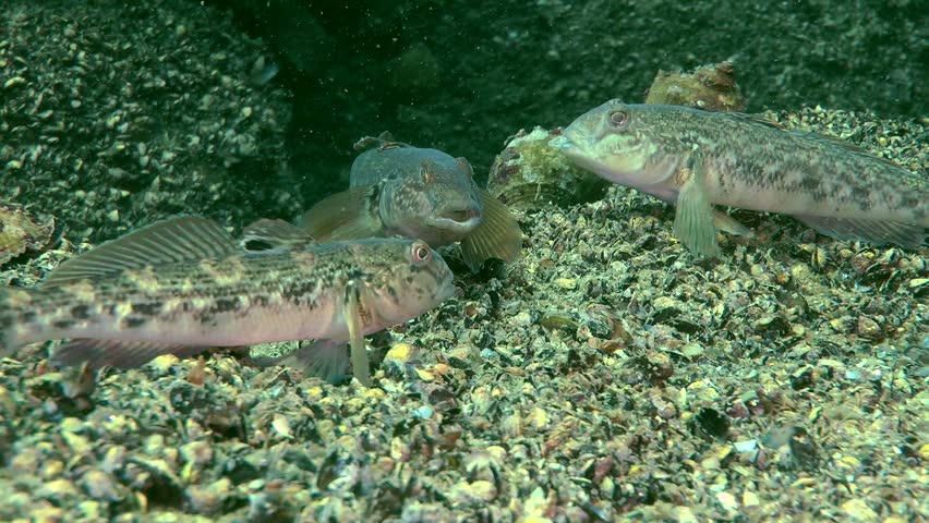 The Threatening Behavior Round Goby Stock Footage Video (100% Royalty ...