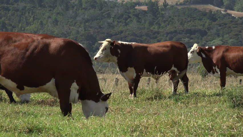 Flehmen Response In A Mature Bull, Behavior Allows Him To Detect If ...