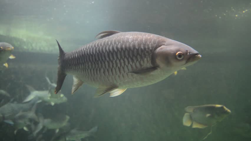 Golden Barb Or Golden Dwarf Barb In Aquarium. The Golden Barb Or Golden ...