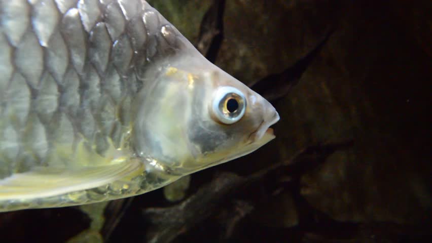Golden Barb Or Golden Dwarf Barb In Aquarium. The Golden Barb Or Golden ...