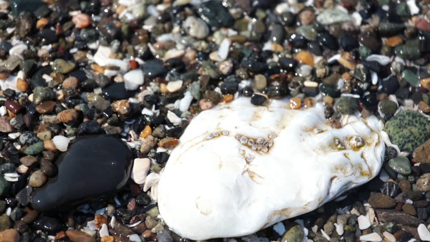 Seashell with Living Barnacles Stock Footage Video (100% Royalty-free ...