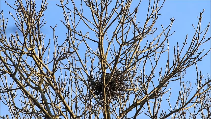 Crows ,raven, Nest Building In A Tree, Spring, Sweet Home Stock Footage ...