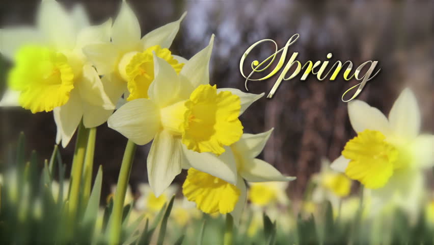 Beautiful Spring Daffodils Blowing in Stock Footage Video (100% Royalty ...