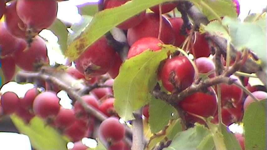 Apple Farm In Marpha, Mustang, Nepal. Stock Footage Video 4819193 ...