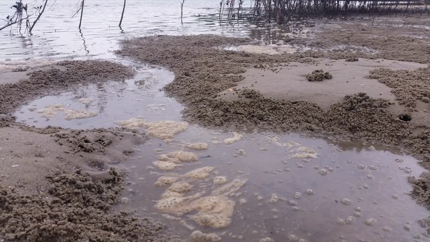 Video de stock de mangrove swamp forest - marine estuaries | 9538199 ...