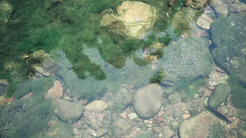 Stock Video Clip of Moss with little rocks under water in | Shutterstock