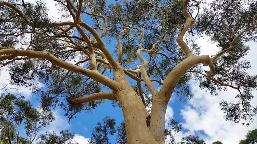 Eucalypt White Ghost Gum Tree Stock Footage Video (100% Royalty-free ...