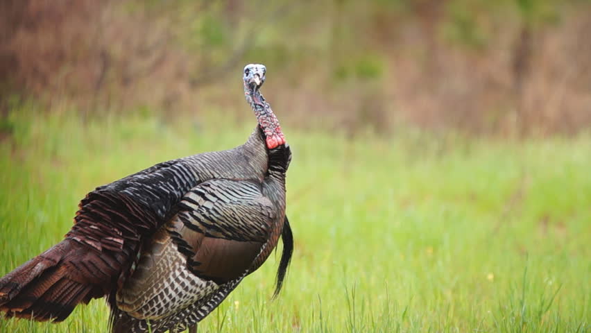 Wild Turkey (Meleagris Gallopavo) Mature Male Gobblers Feeding And Then ...