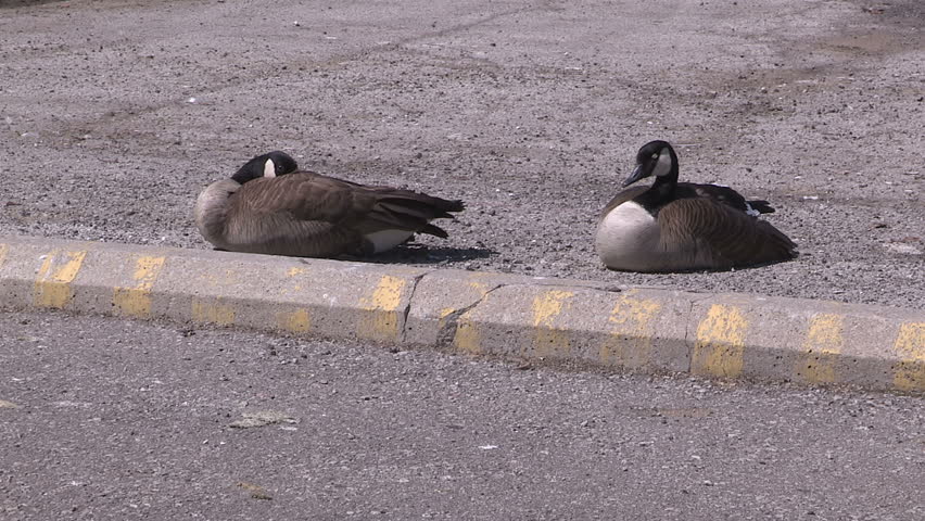 Goose Fight, All Out Brawl Stock Footage Video (100% Royalty-free ...