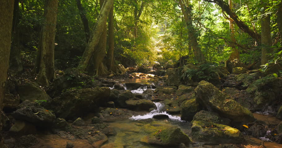 Deep Tropical Forest and Small Stock Footage Video (100% Royalty-free ...