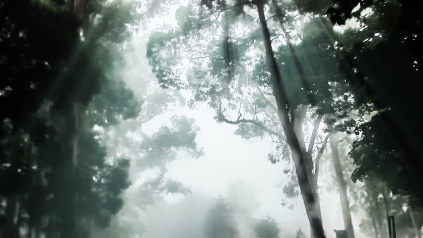 Forest Path with light shining through image - Free stock photo ...