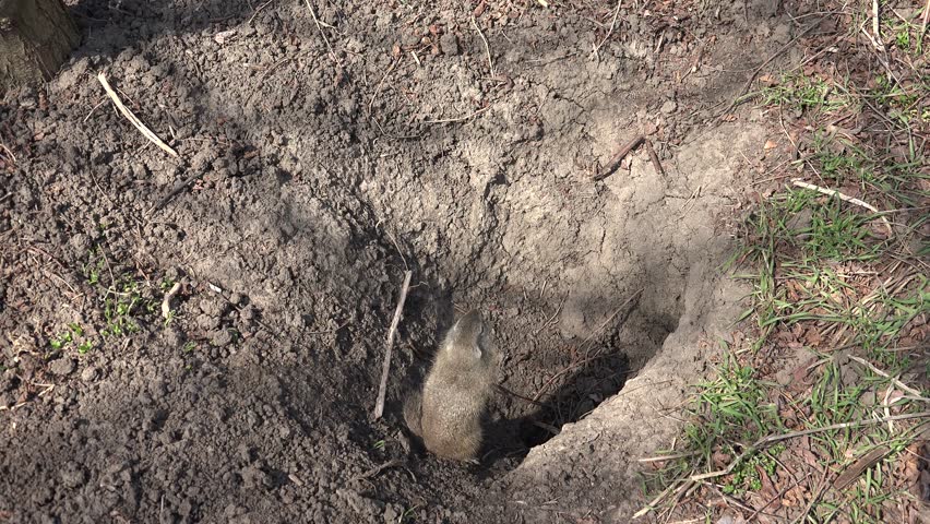 4K Close Up Weasel By Hole In Field, Otter, Mink, Marten Searching Food ...
