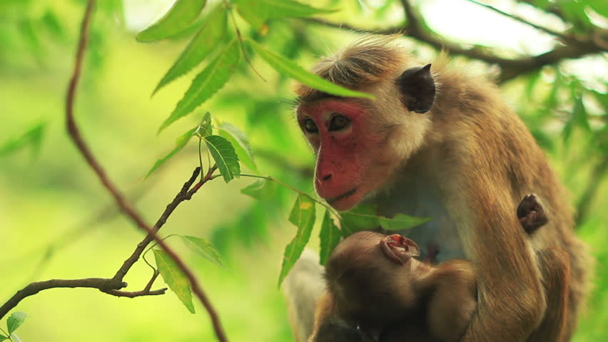 Wild Monkey In India. Family Of Monkeys Daily Activities. Sitting High ...