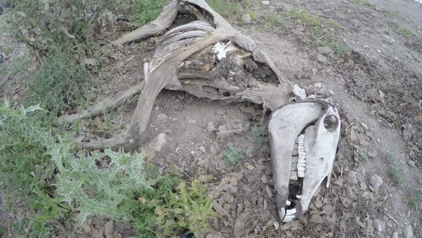 Carcass Of Dead Donkey, Died From Famine, Thirst, Drought, With Dry ...